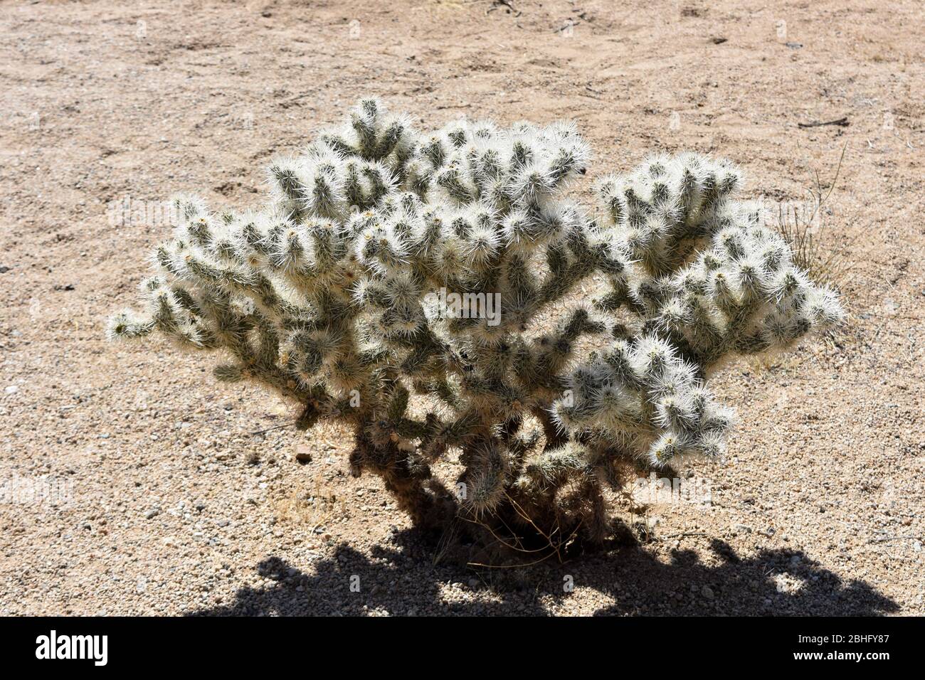 Single sharp lone cacti on the desert floor Stock Photo - Alamy