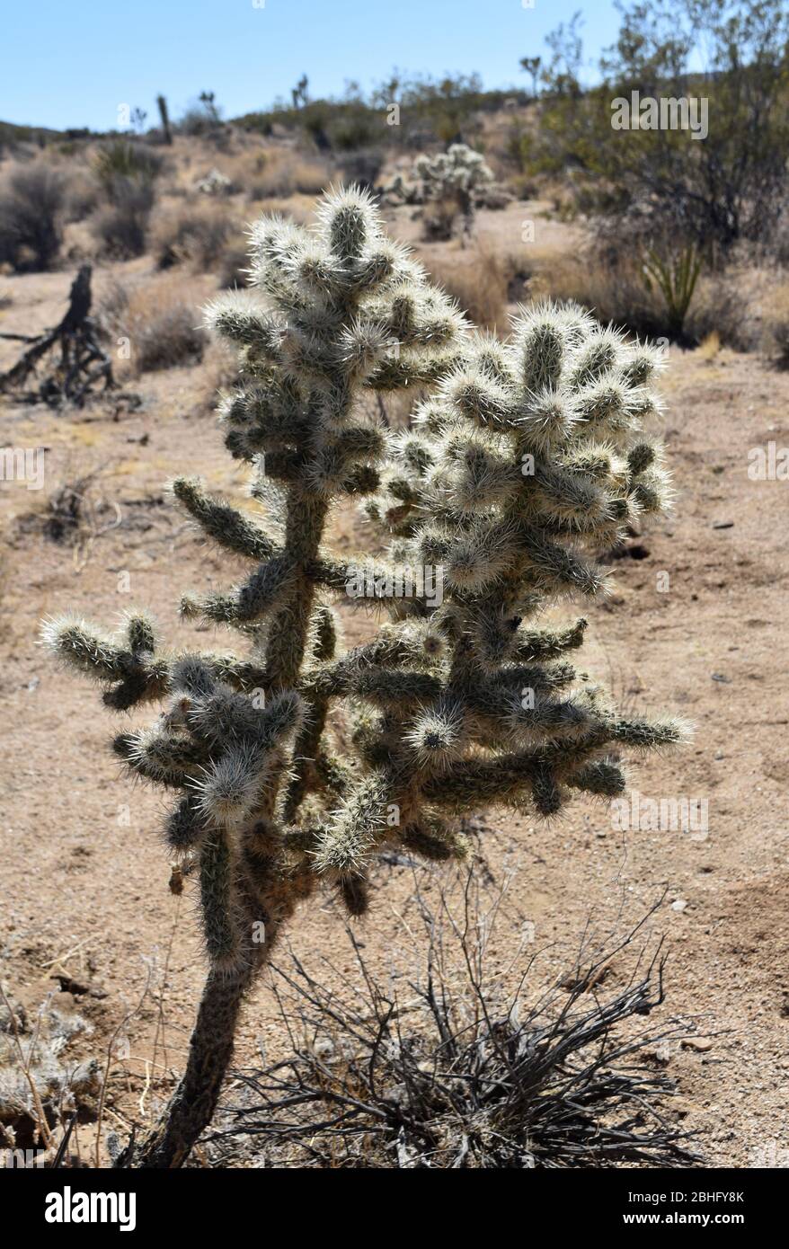 Pretty prickly cholla cacti with sharp prickly spines Stock Photo - Alamy