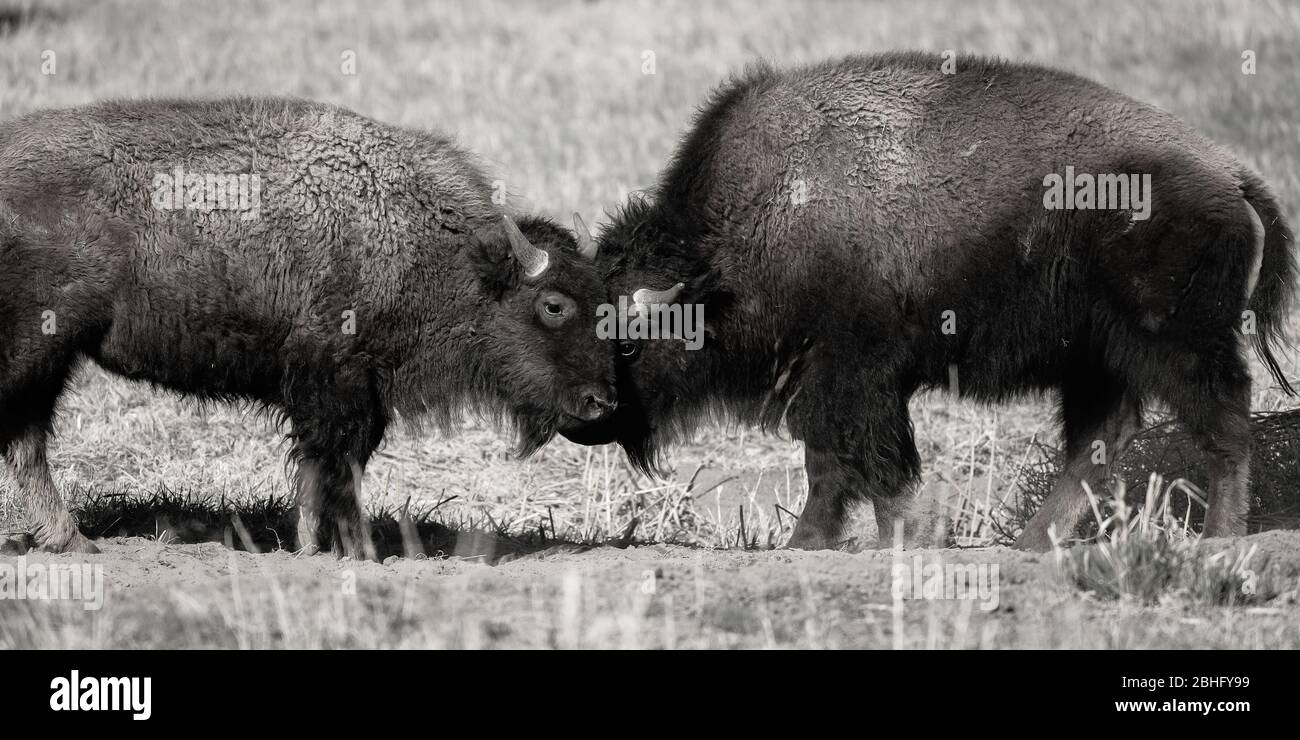 Wild Bison calves fighting in buffalo National Park in black and white ...