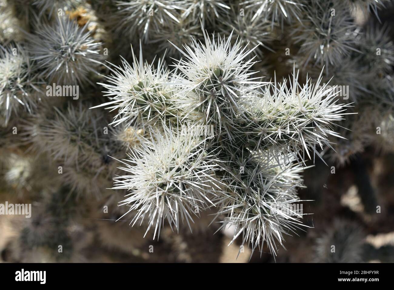 Sharp prickly spines on a cholla cactus Stock Photo - Alamy