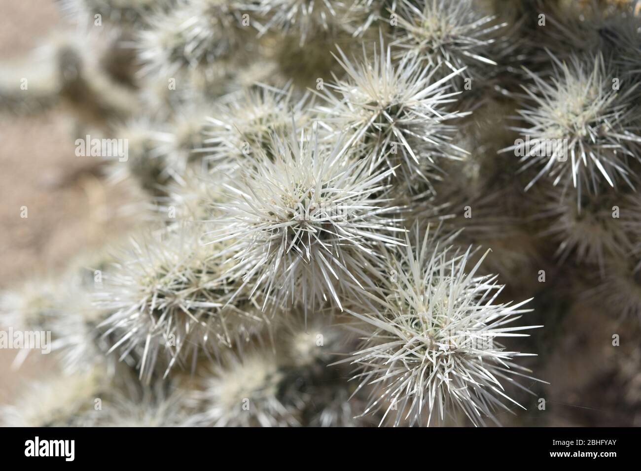 Sharp prickly spines of a cholla cactus in California Stock Photo - Alamy
