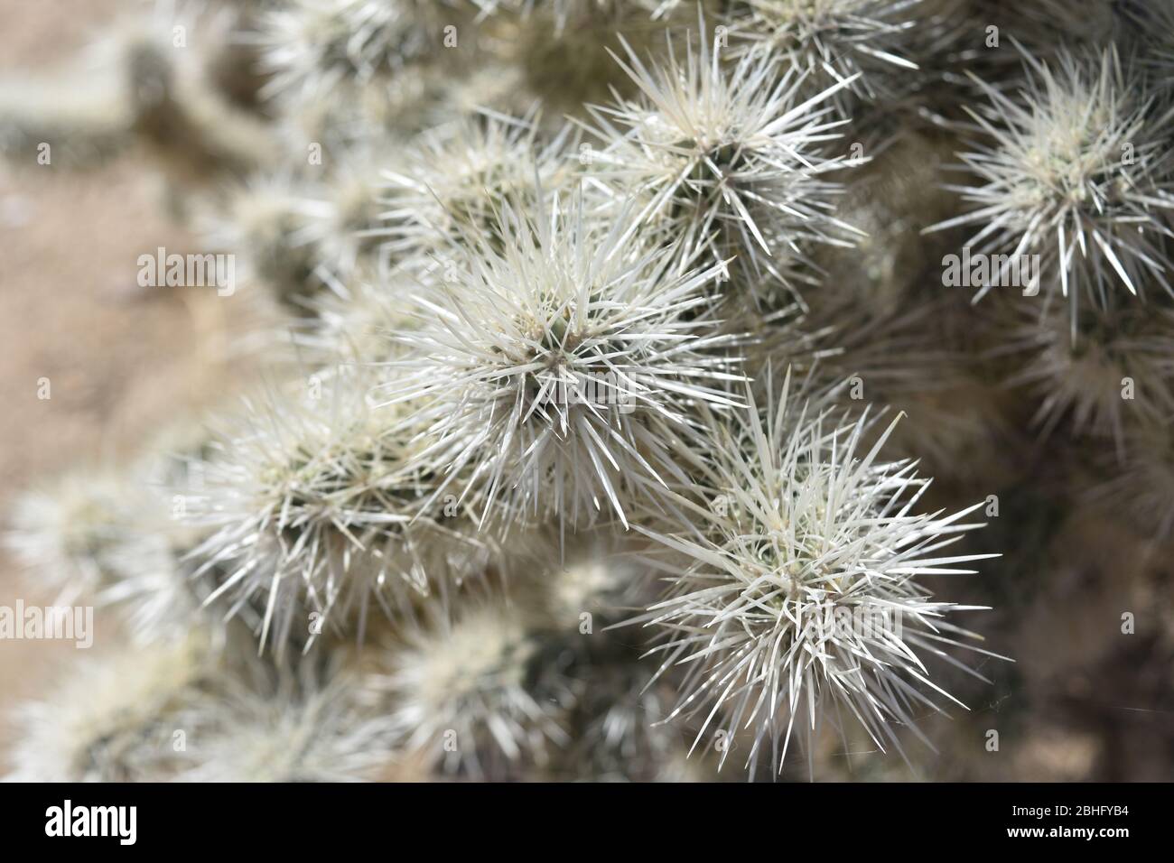 Prickly spines on a cholla cactus sticking out Stock Photo - Alamy