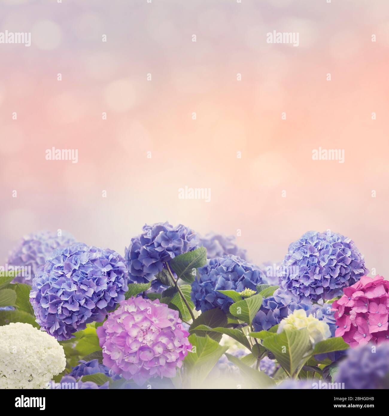 Colorful hydrangea flowers blooming hi-res stock photography and images ...