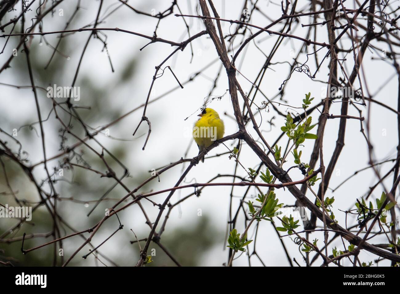 American bird birds goldfinch hi-res stock photography and images - Alamy