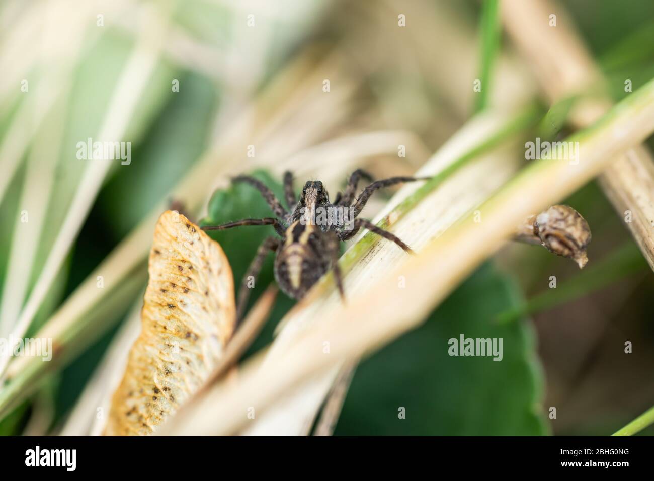 Brush Legged Wolf Spider in Springtime Stock Photo - Alamy