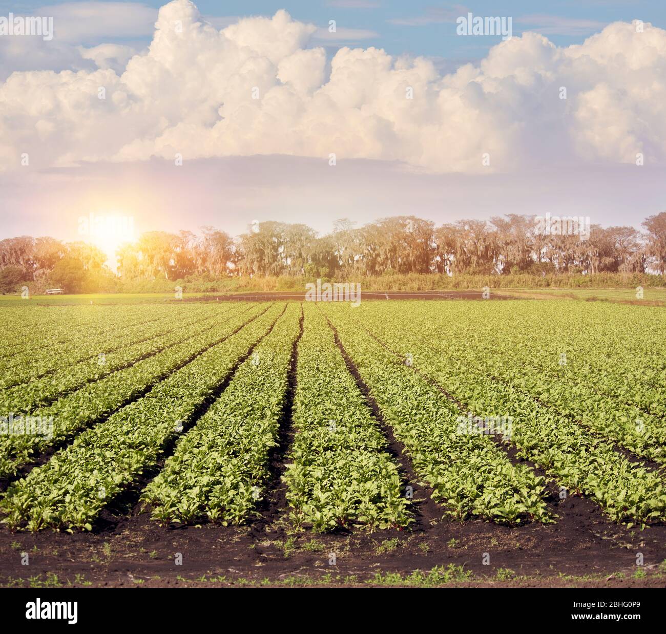 Florida farming landscape hi-res stock photography and images - Alamy