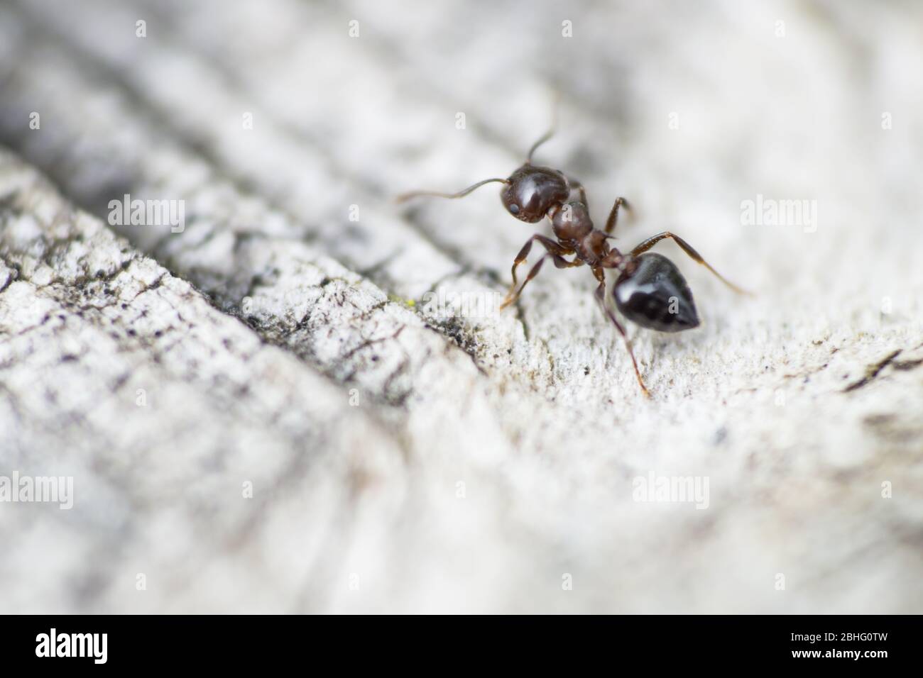 Gaster ants hi-res stock photography and images - Alamy