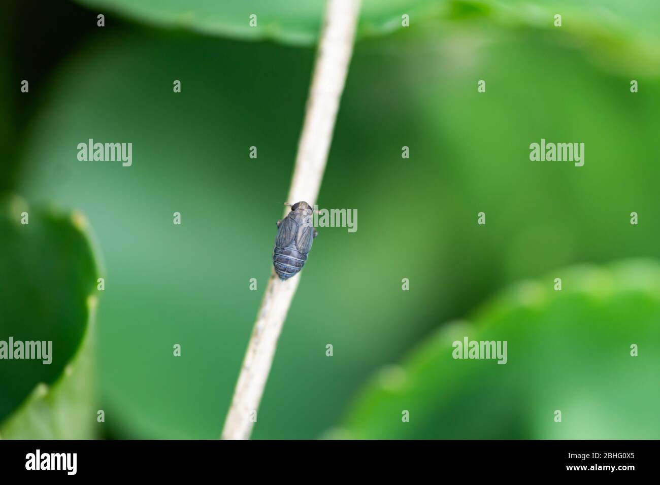 Small green planthopper hi-res stock photography and images - Alamy