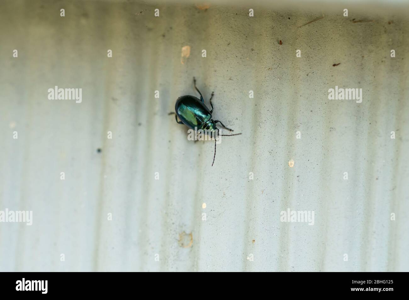 Shiny flea beetle hi-res stock photography and images - Alamy