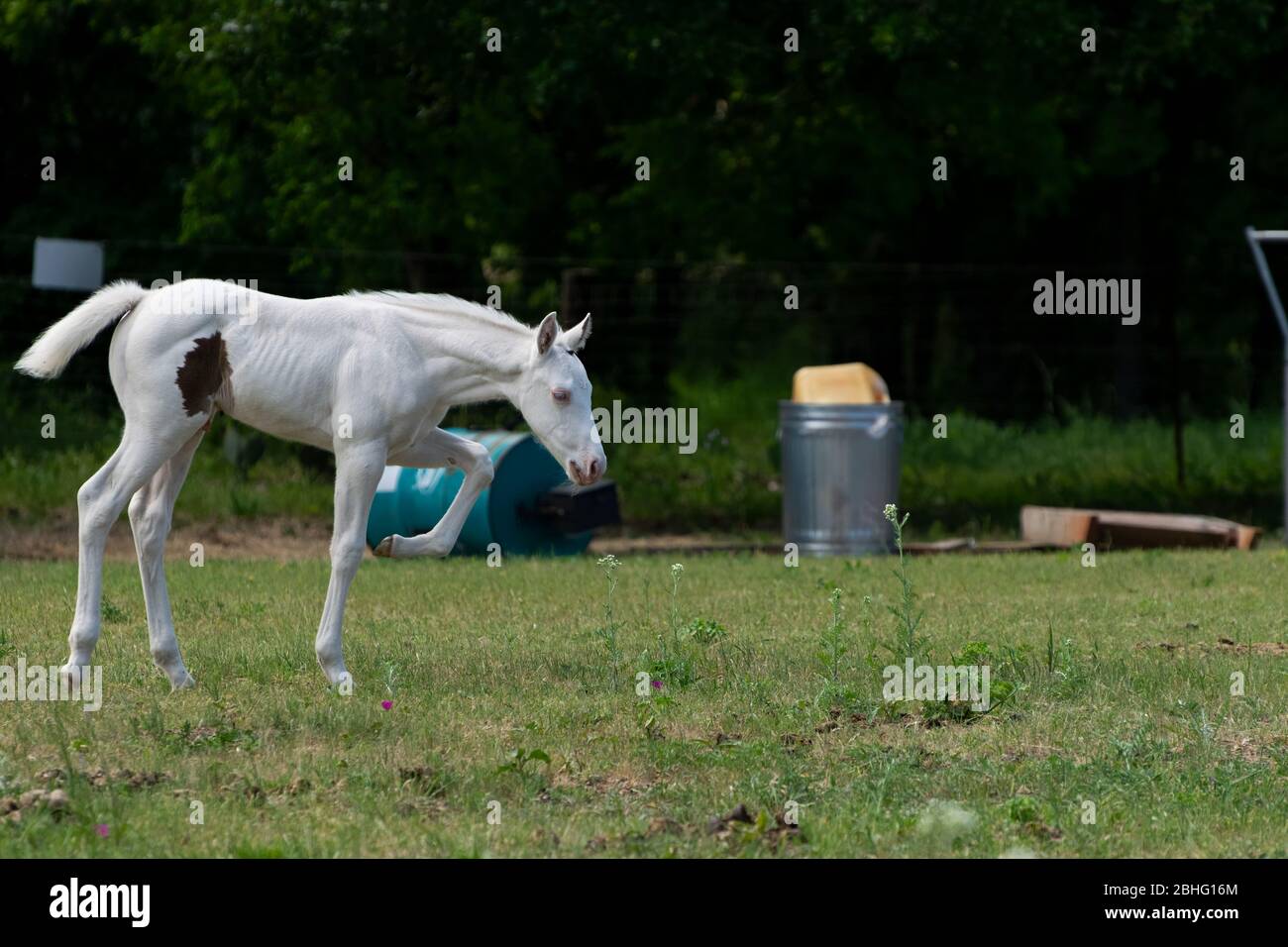 Beautiful, snow white, albino baby horse walking across a ranch pasture ...