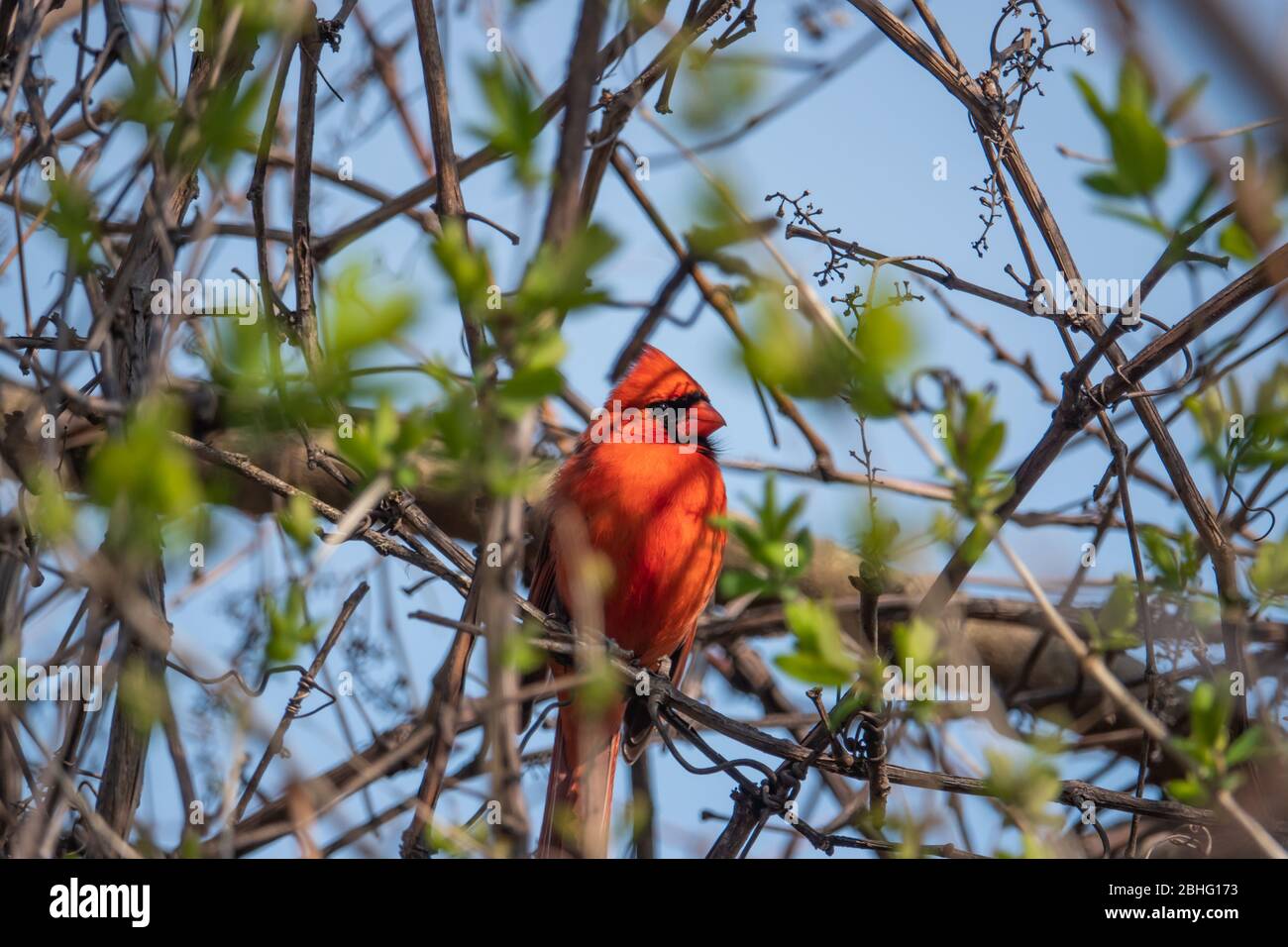 Northern Cardinal Perched on Branch in Springtime Stock Photo - Alamy