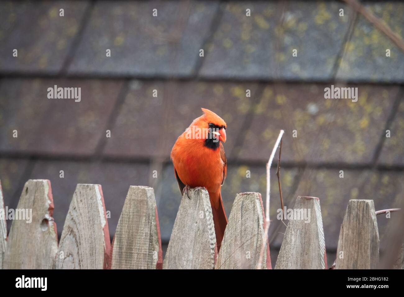 Northern Cardinal Perched on Fence in Springtime Stock Photo - Alamy