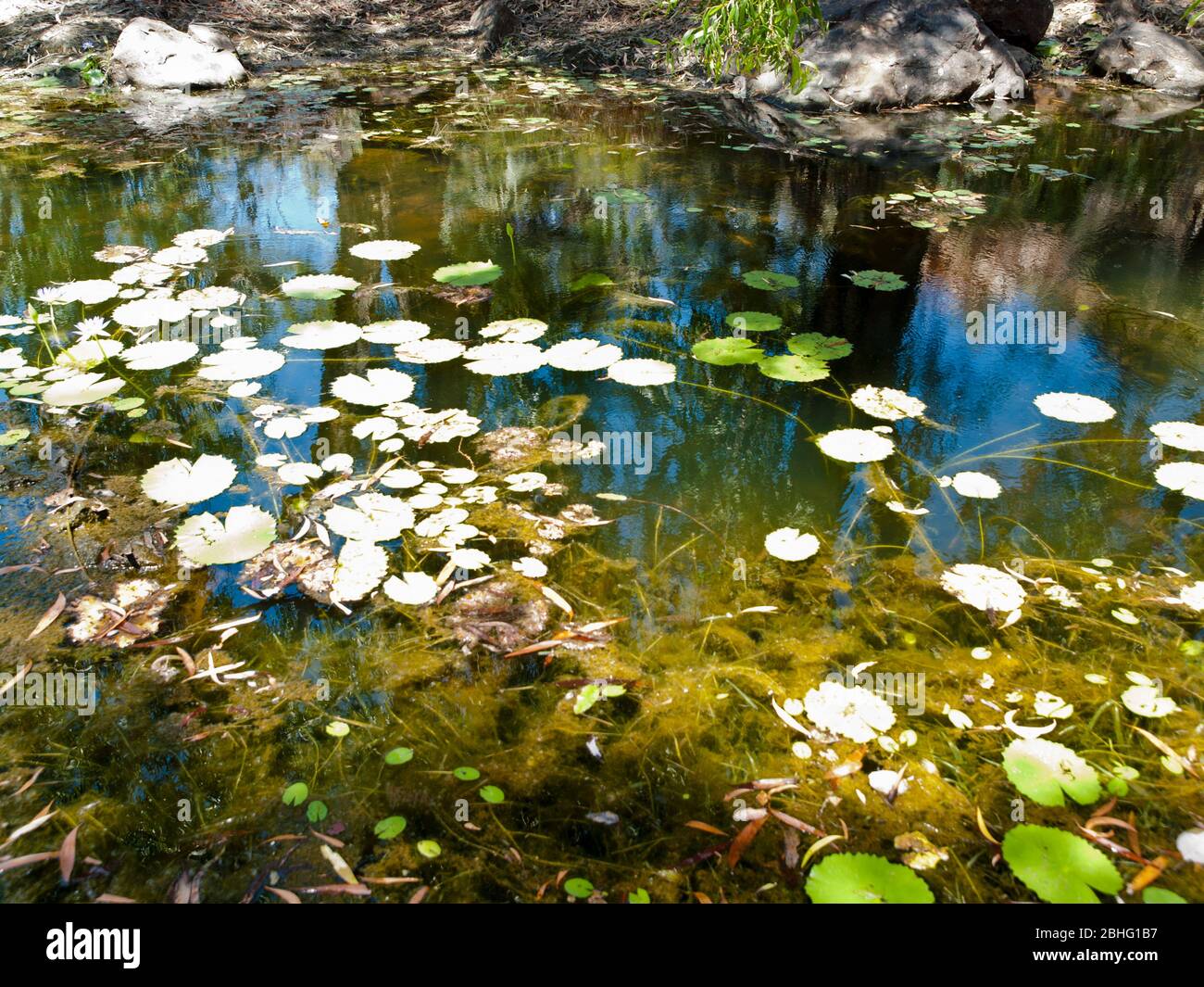 Pool of Nymphaea violacea (Blue Lily), Mornington, Kimberley, Western ...
