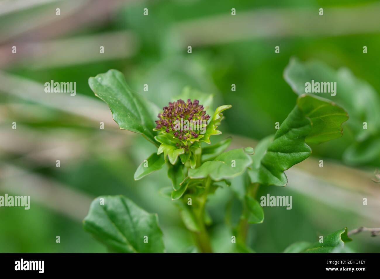 Winter Cress Flower Buds in Springtime Stock Photo - Alamy