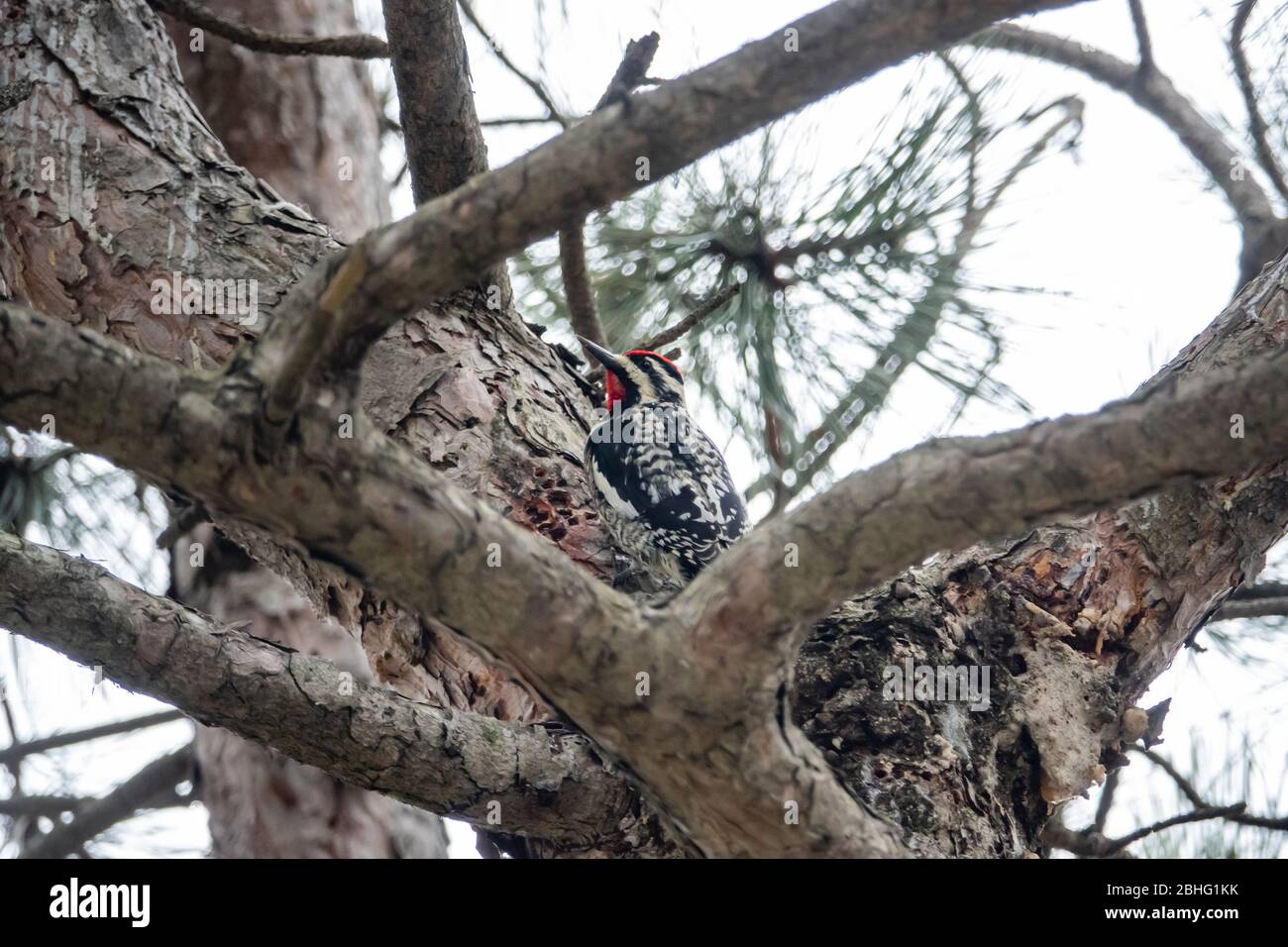 Yellow bellied sapsucker feather hi-res stock photography and images ...