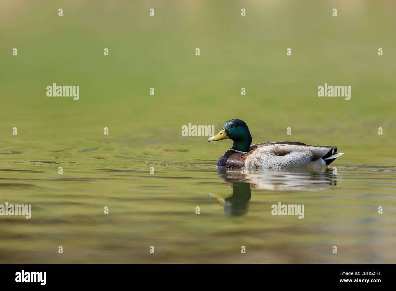 Mallard duck in a pond Stock Photo - Alamy