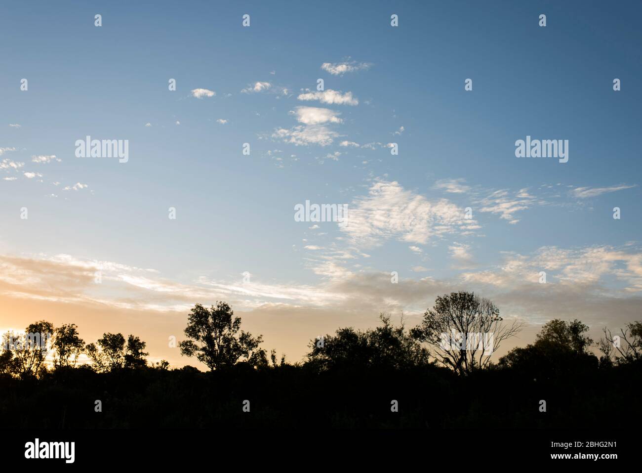 Sunset landscape, silhouettes of trees against the illuminated sky, in ...