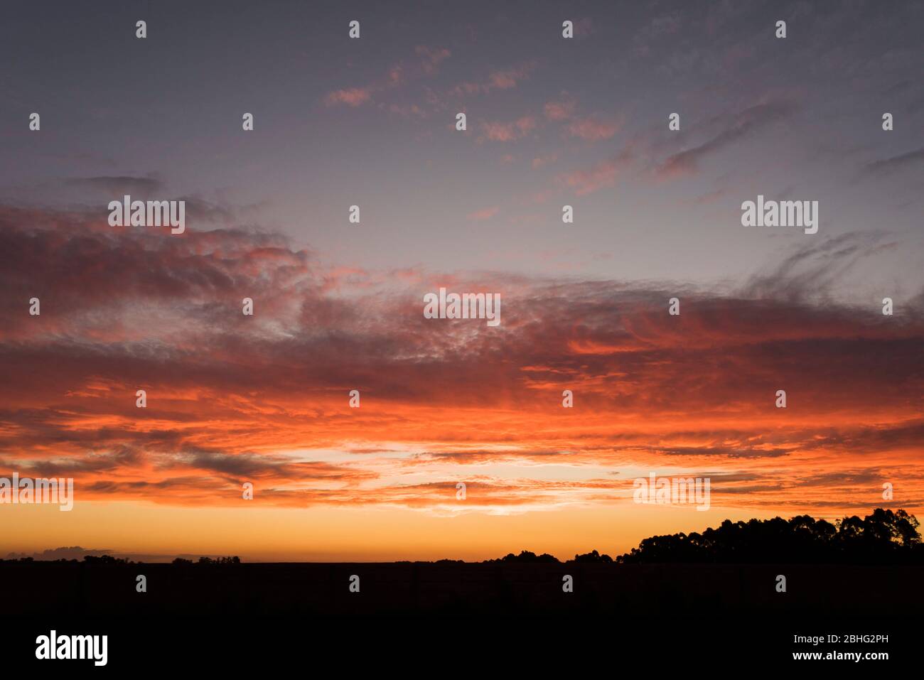 Sunset landscape, silhouettes of trees against an orange intense bright ...