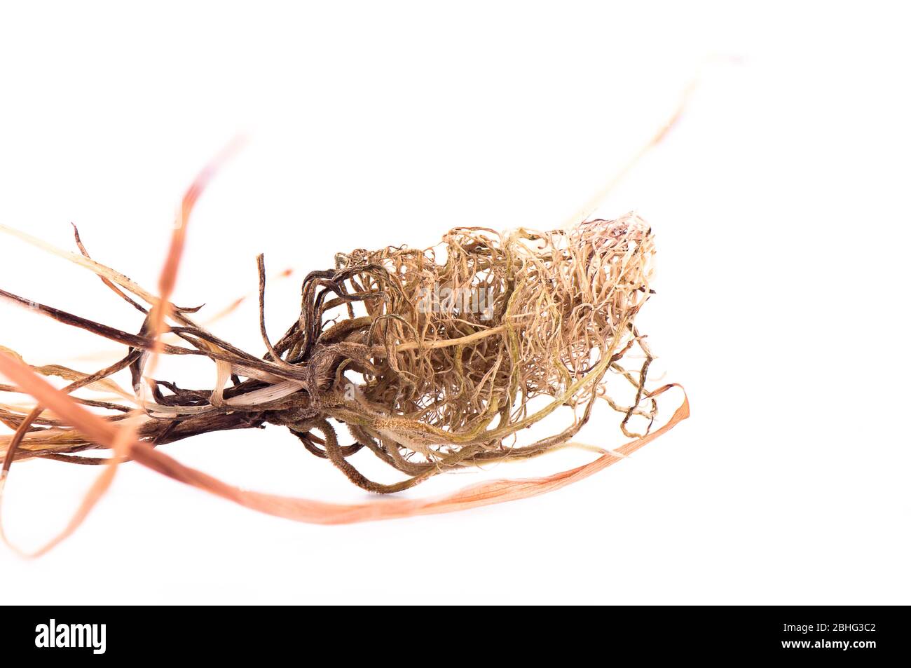 Tangled plant hi-res stock photography and images - Alamy