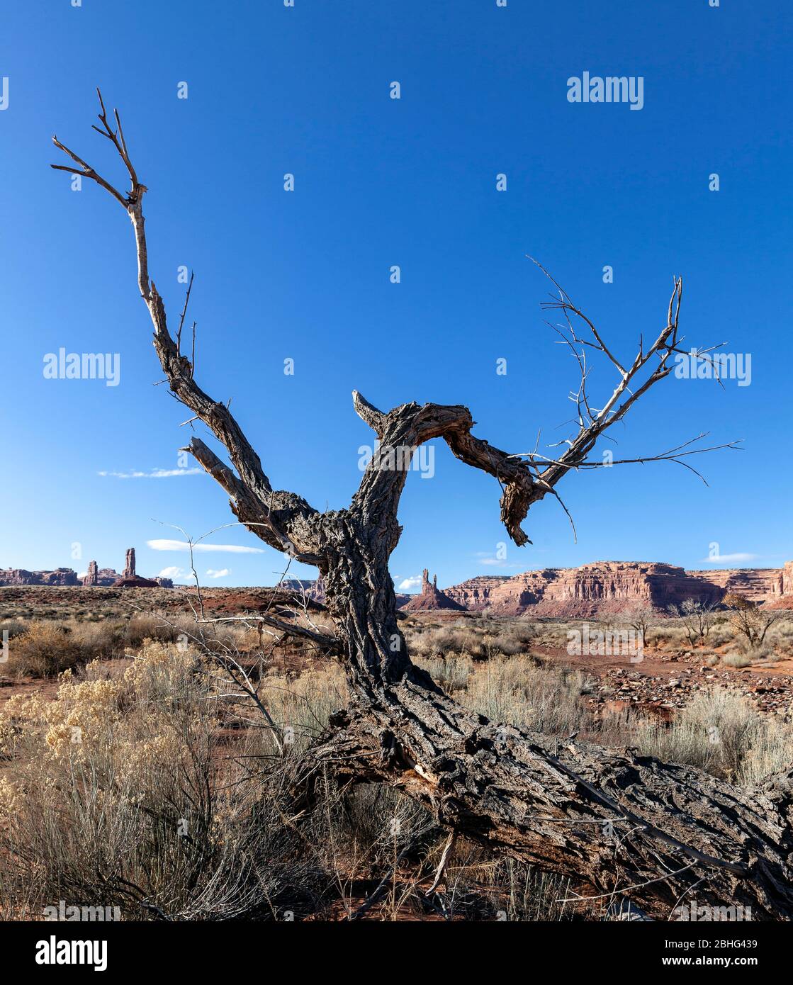 Tree distance twisted winter hi-res stock photography and images - Alamy