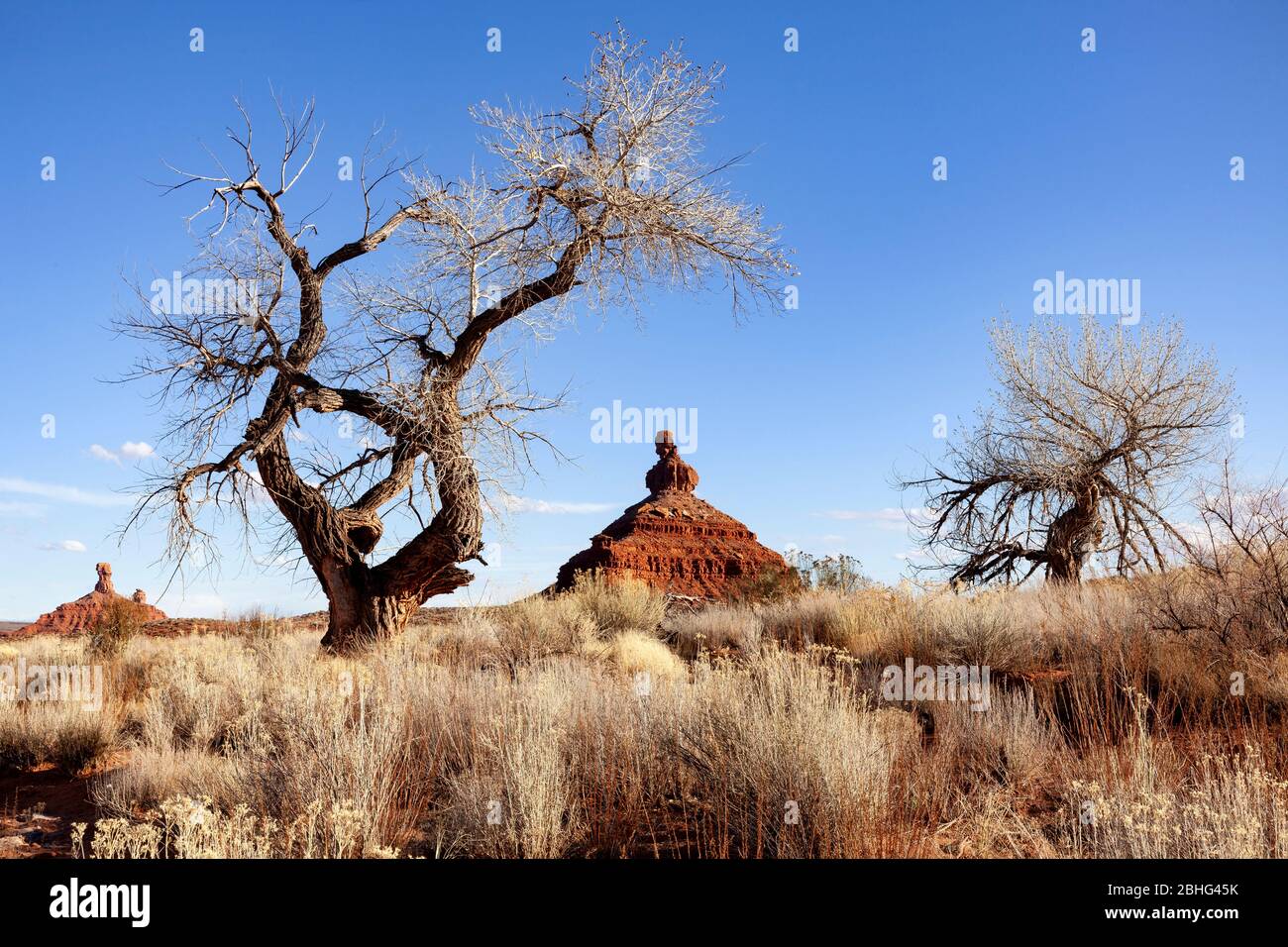 UT00533-00...UTAH - A twisted tree with Setting Hen Butte and two ...