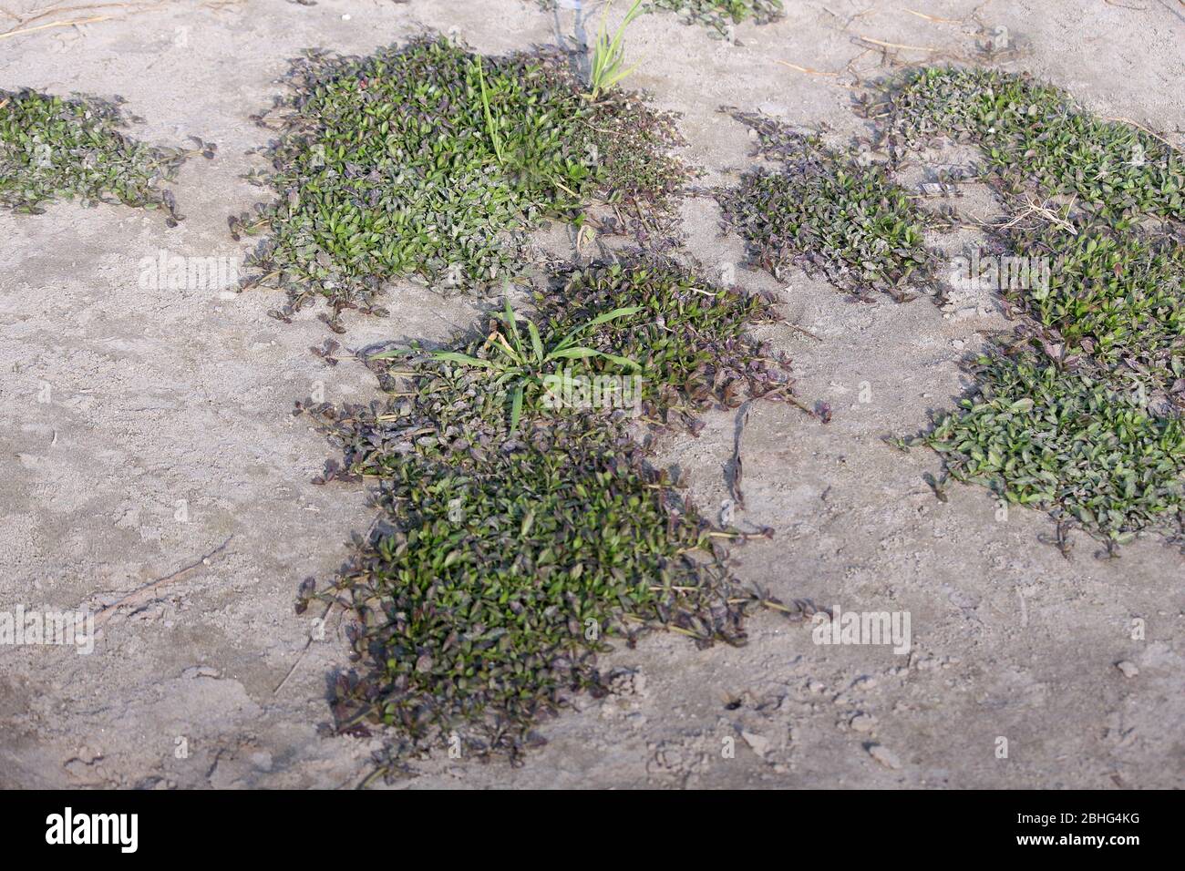 rural land texture soil with grass, village landscape, selective focus ...
