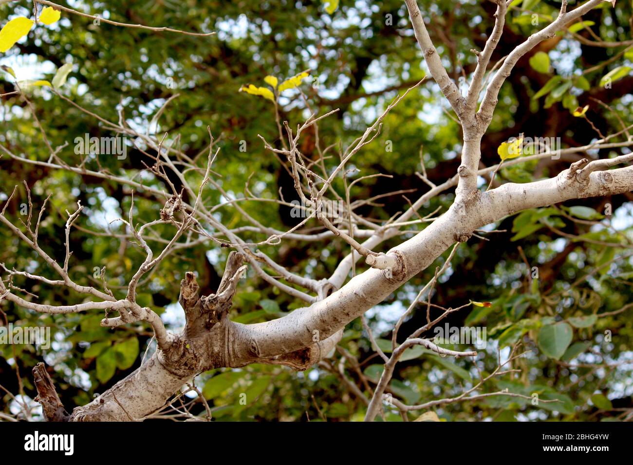 live branch of oldest tree with fresh green leaves background ...