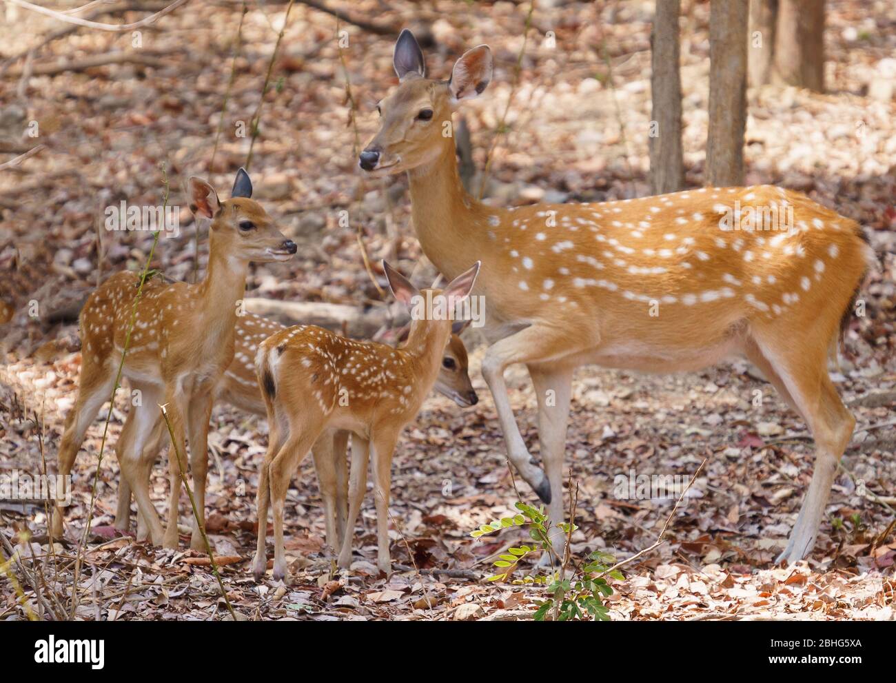 Young deer fawn standing hi-res stock photography and images - Alamy