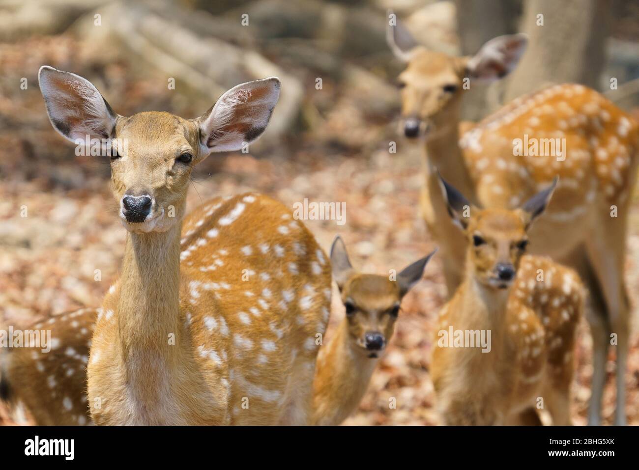 Sika fawn hi-res stock photography and images - Alamy