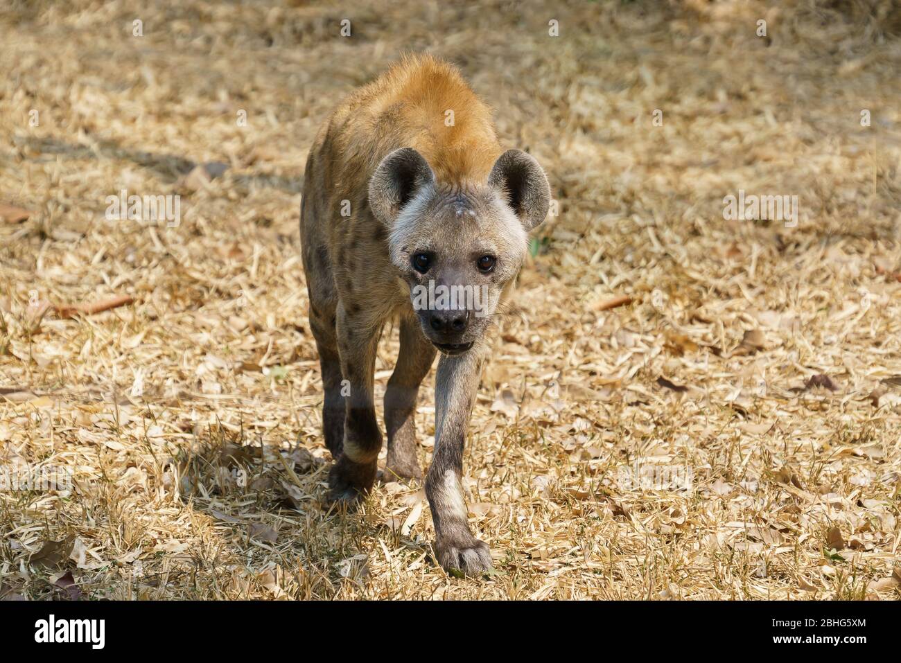 spotted hyena or laughing hyena walking on grass Stock Photo - Alamy