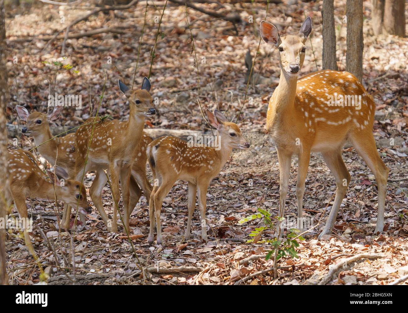 Young sika deer japanese hi-res stock photography and images - Alamy