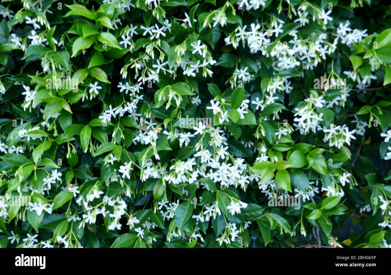 Los Angeles, California, USA 25th April 2020 A general view of ...