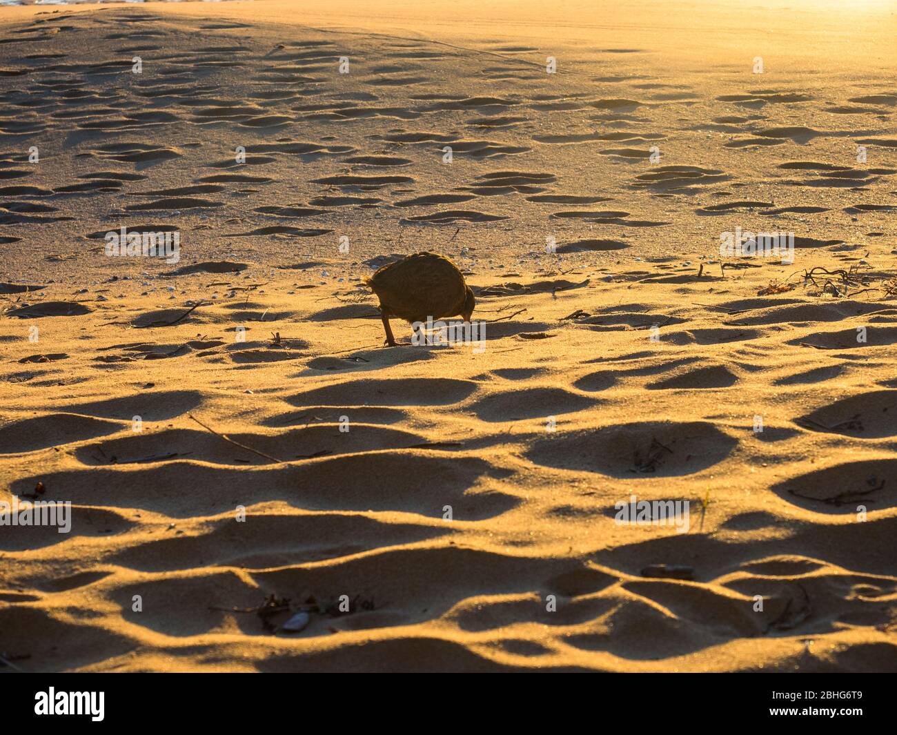What to see in totaranui hi-res stock photography and images - Alamy