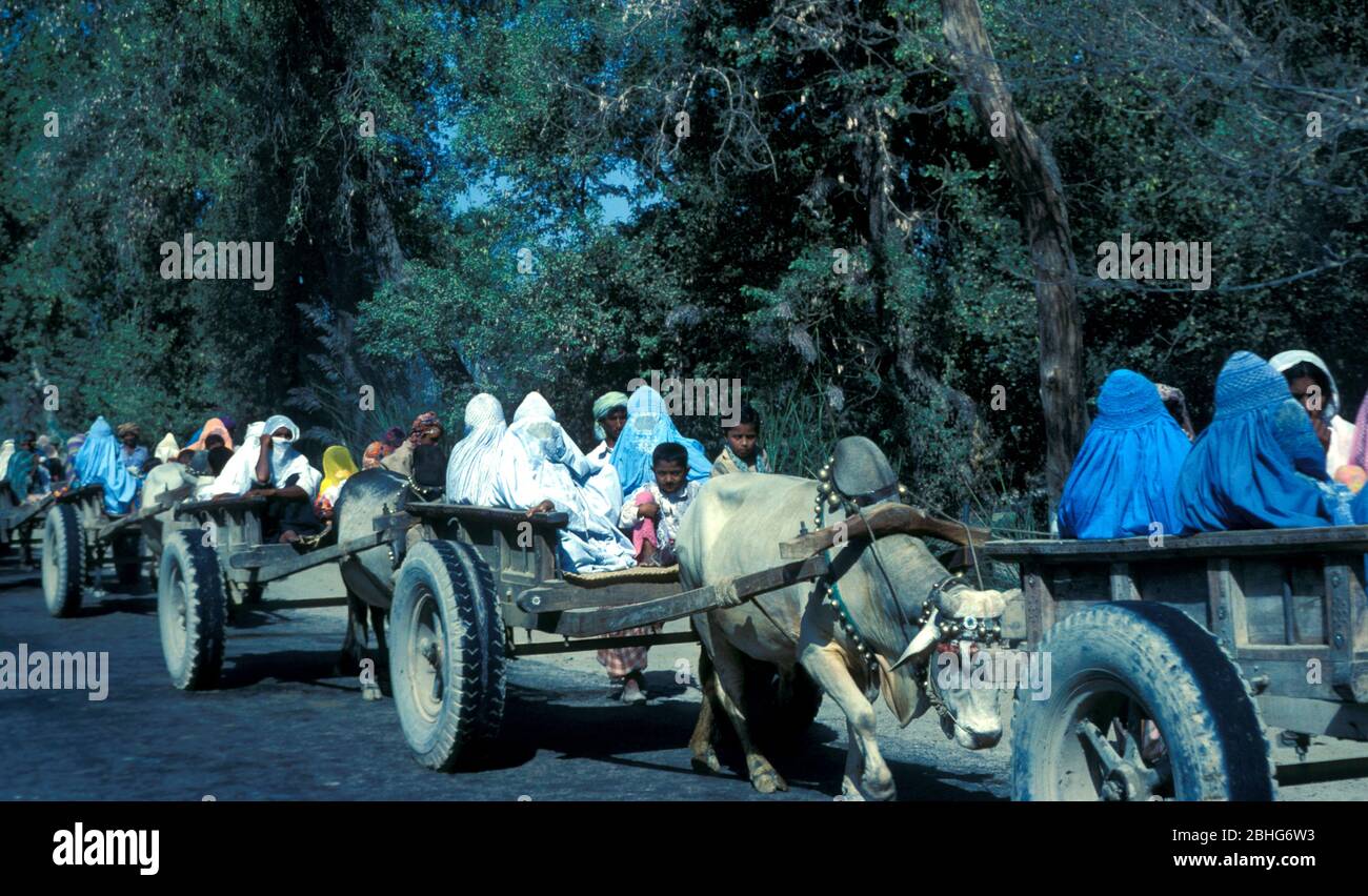 Wedding procession by bullock-cart in the western Punjab of Pakistan ...