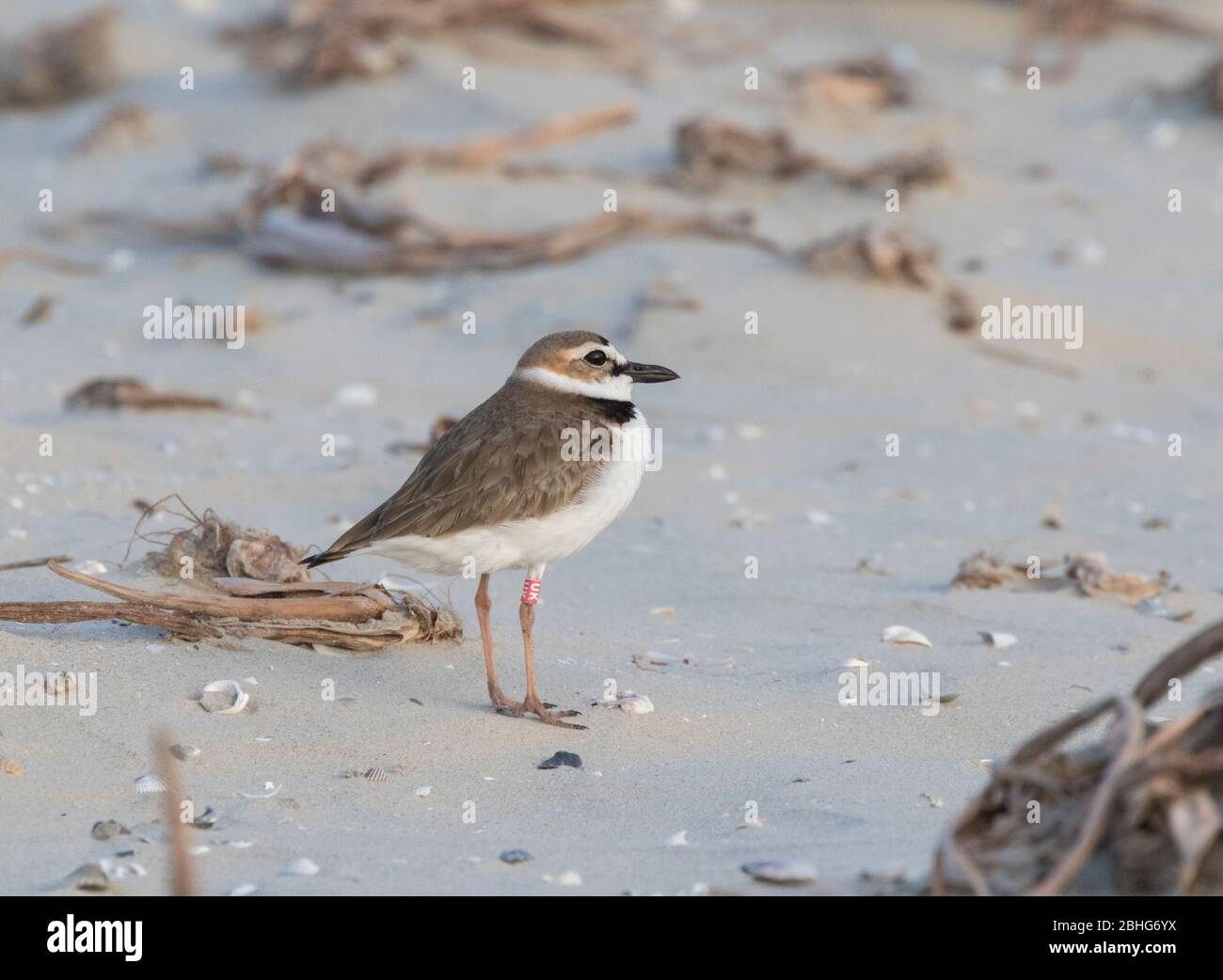 Wilson Beach High Resolution Stock Photography and Images - Alamy