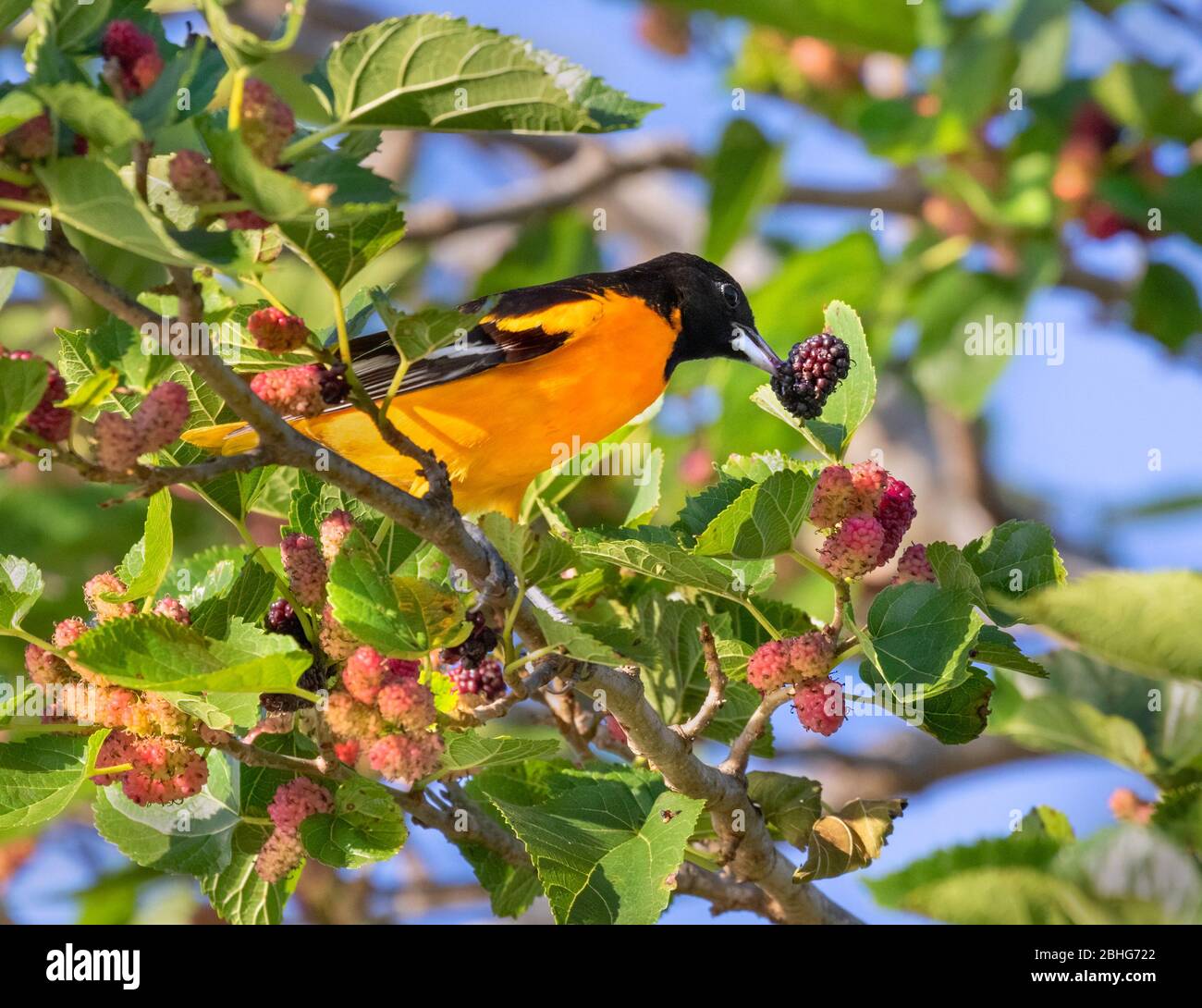The Baltimore oriole feeding on the mulberrie tree during spring ...