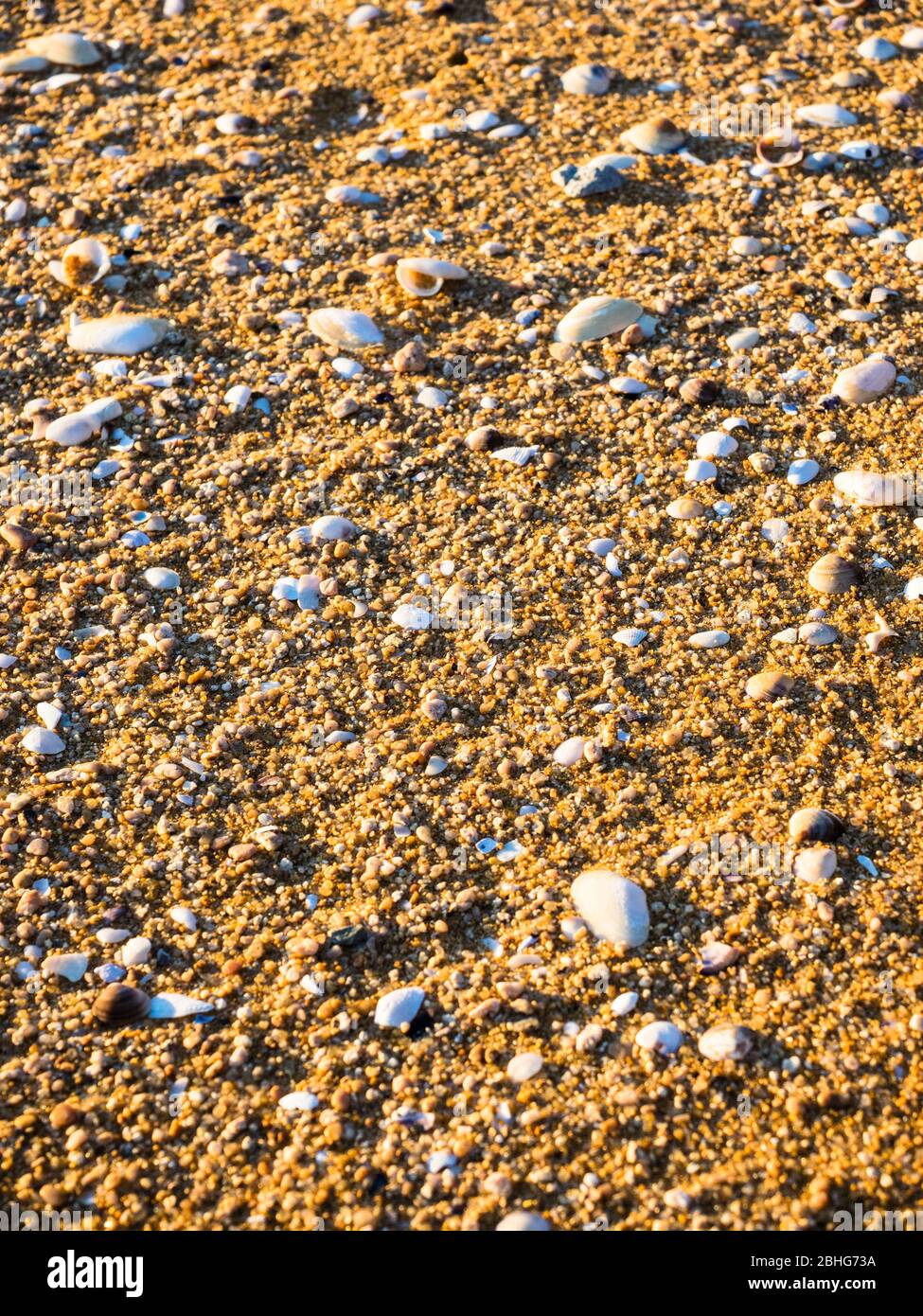 Closeup of shells on Totaranui Beach, Abel Tasman National Park, New ...