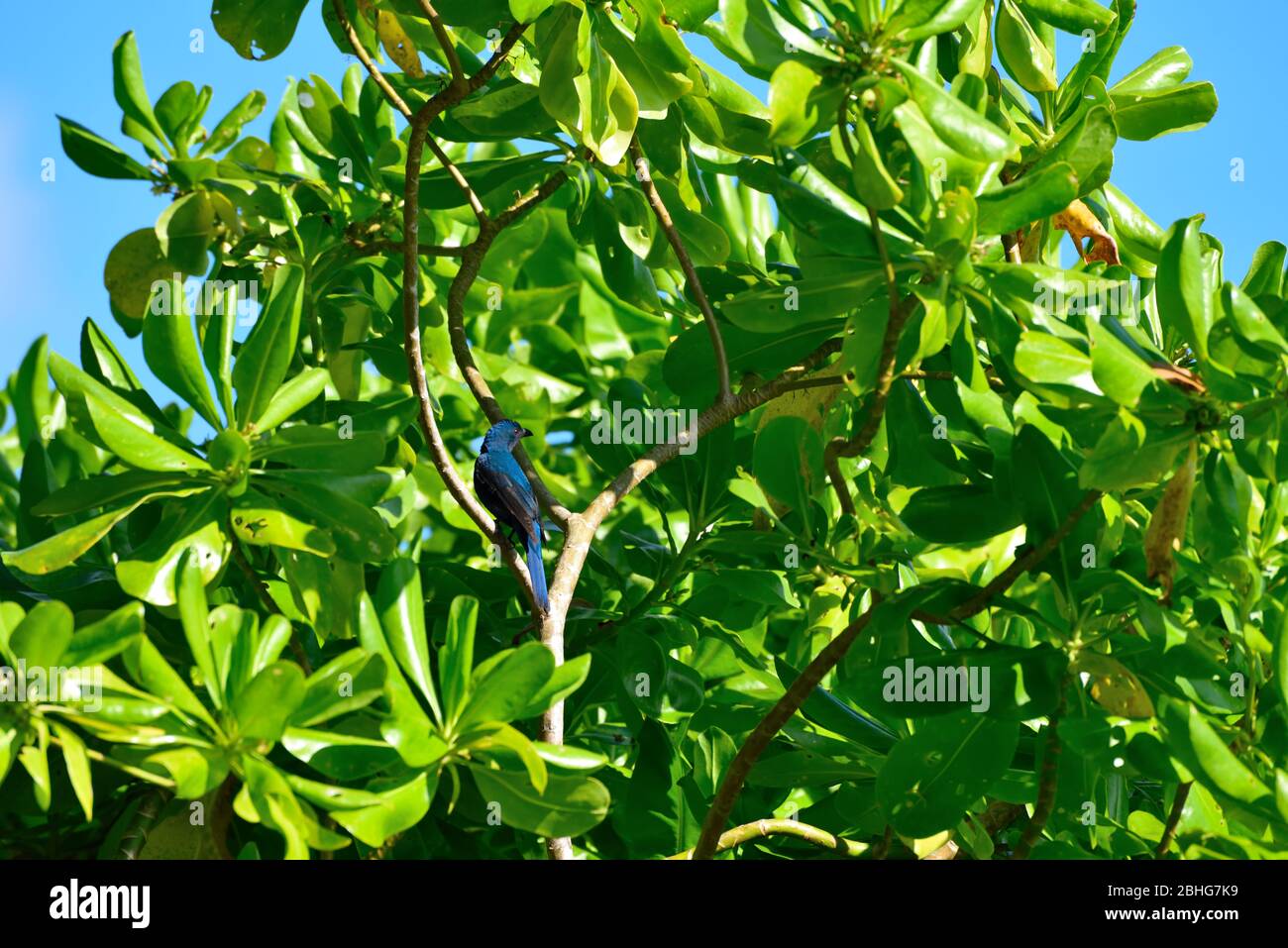 Coconut plam trees Stock Photo - Alamy