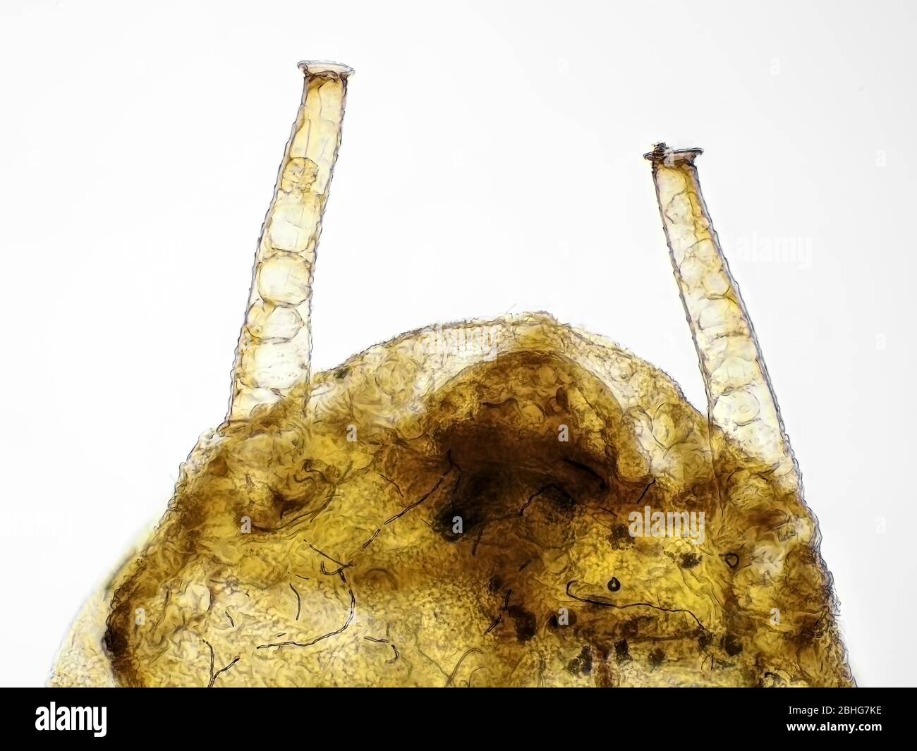 Aphid cornicles (siphuncules) under the microscope, horizontal field of ...