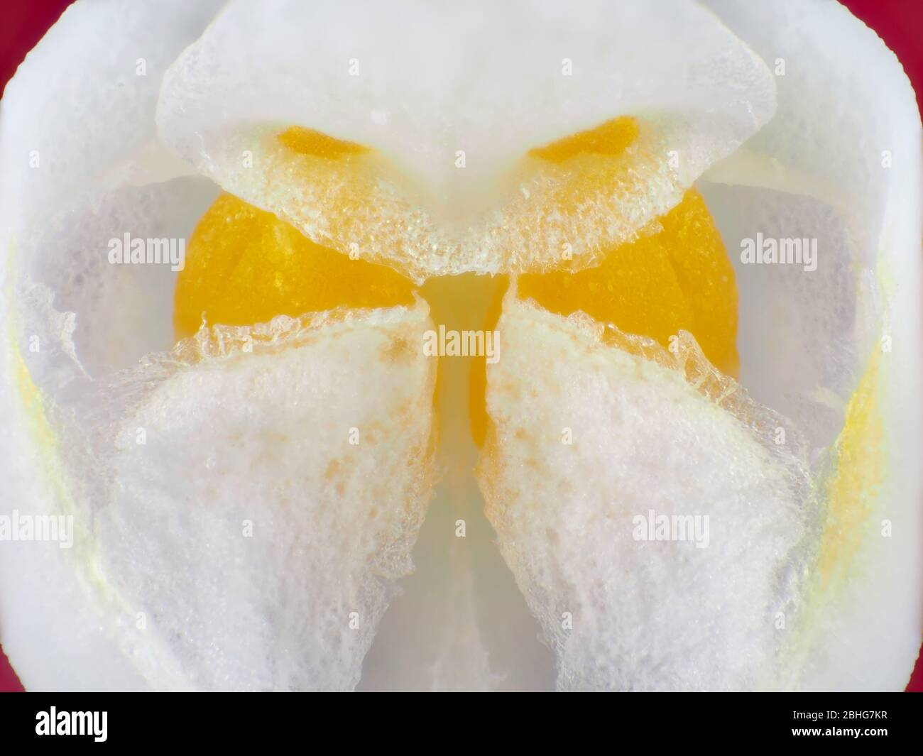 Orchid flower with pollen (pollinia) visible under the microscope Stock ...