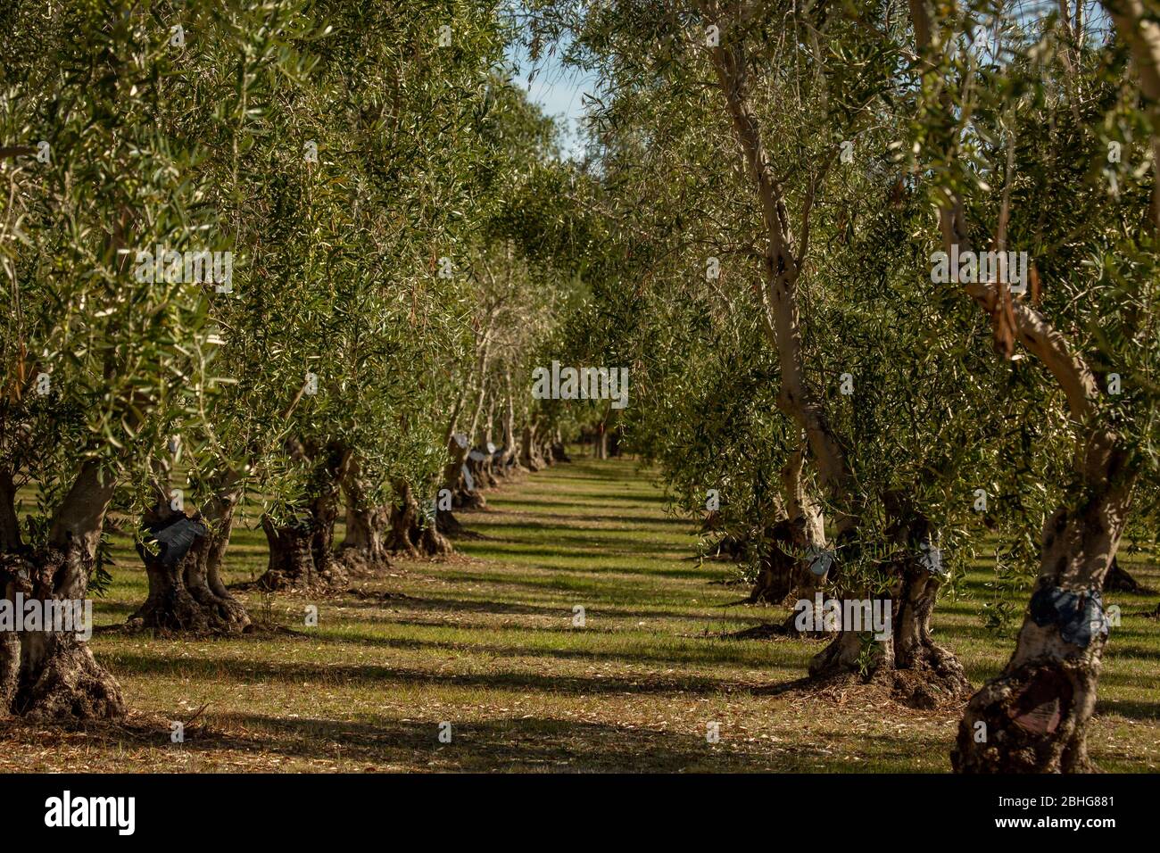 Rows of tall olive trees laden with olives ready for harvest creating a ...