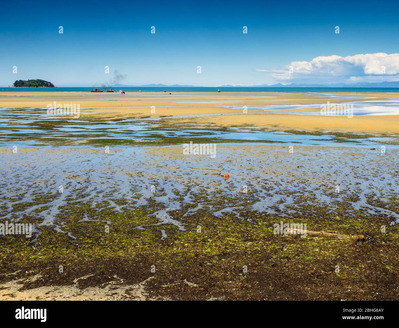 Seaweed and rock pools at low tide, withFisherman Island in the ...