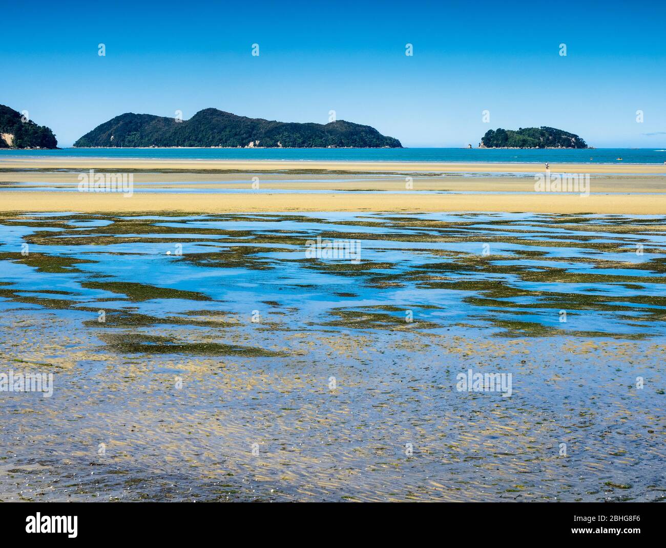 Seaweed and rock pools at low tide, with Motuareronui/Adele Island and ...