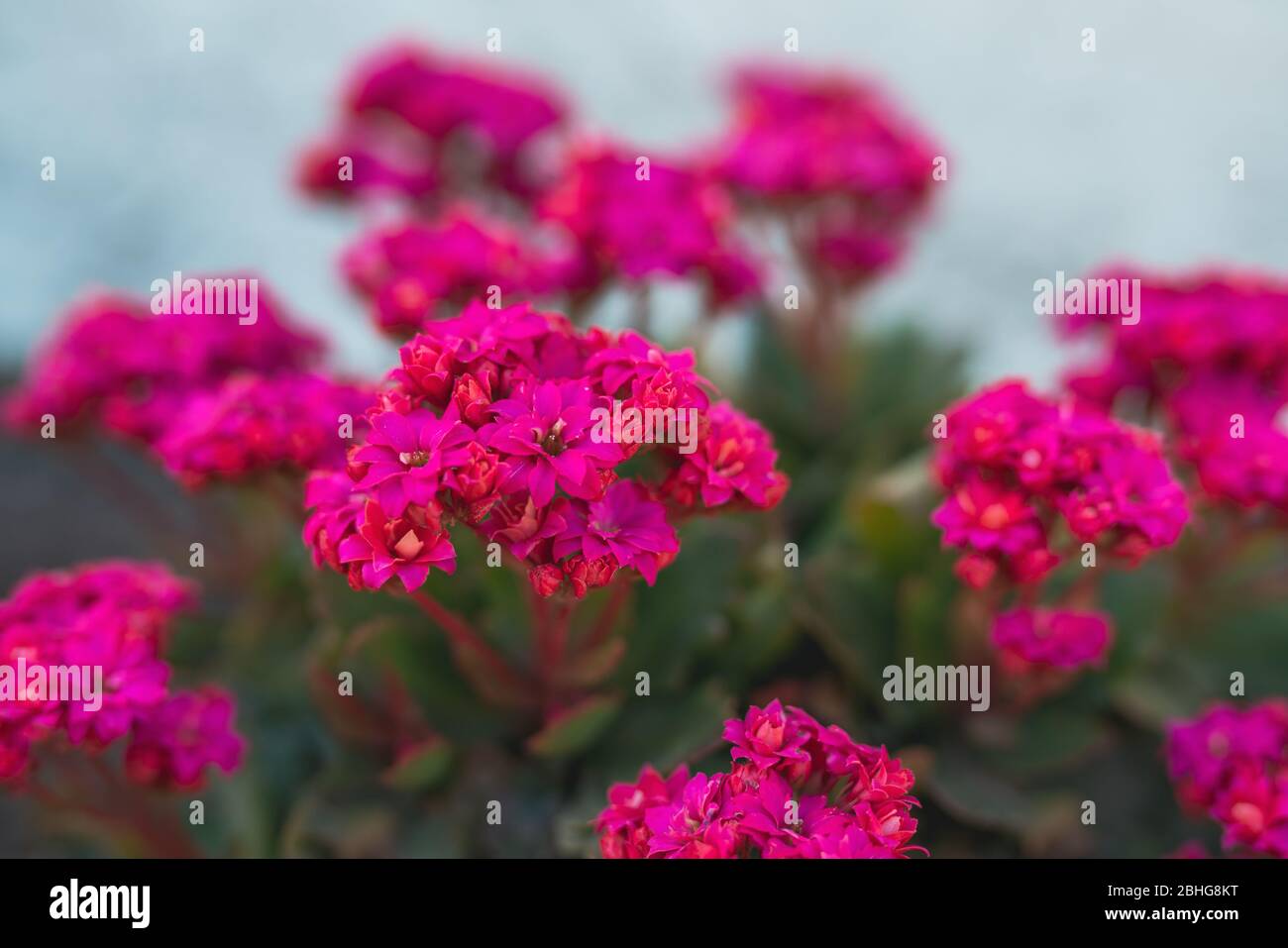 Blossom Kalanchoe. Flaming Katy, or Kalanchoe Blossfeldiana, the most ...