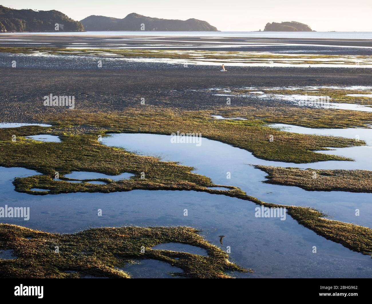 Seaweed and rock pools, low tide, Sandy Bay, Marahau, Tasman, New ...