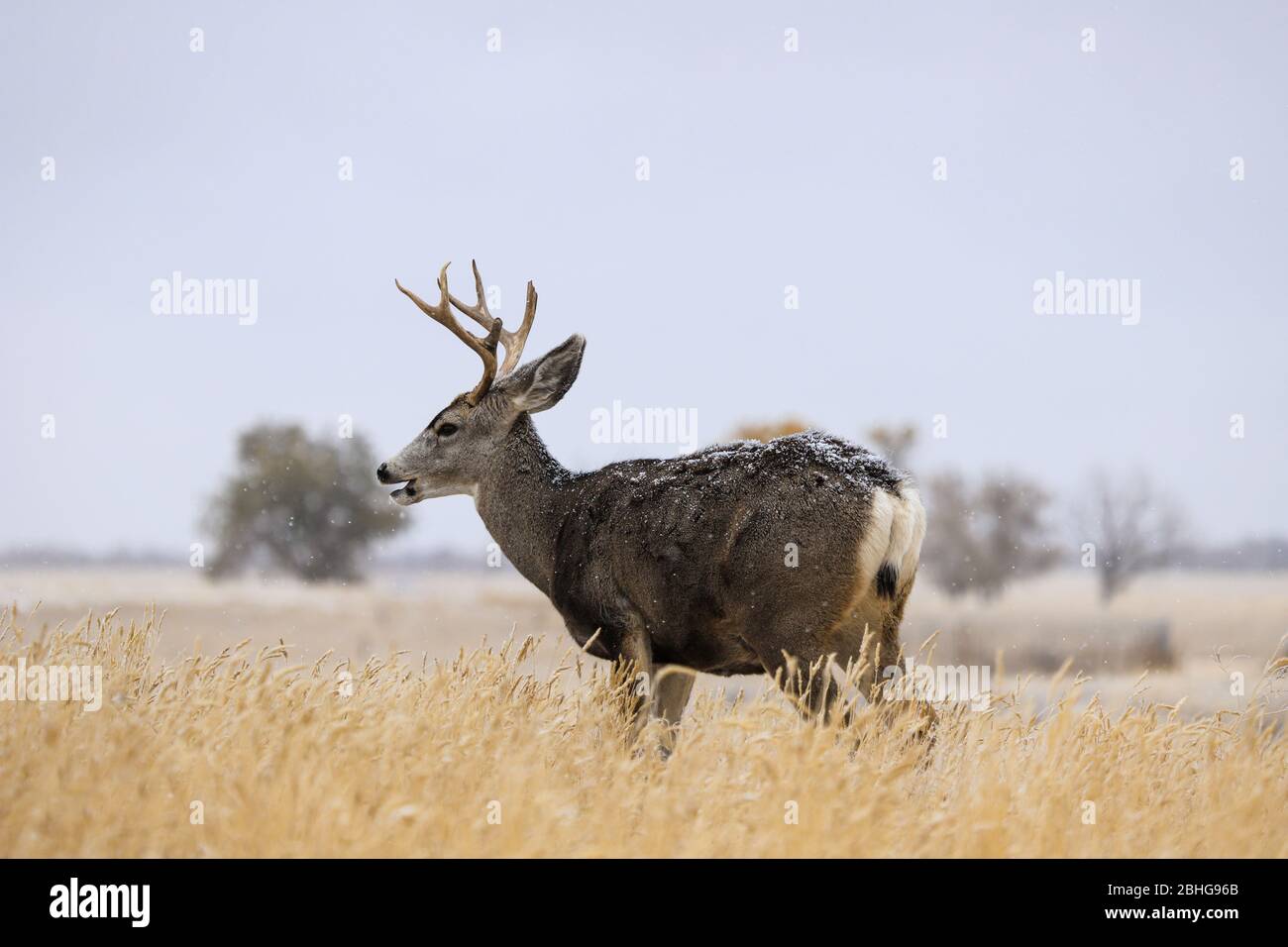 Mule Deer buck portrait Stock Photo - Alamy