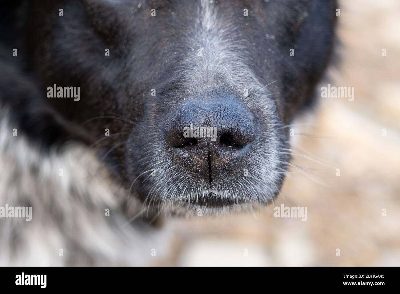 Black nose of a dog close-up outdoors Stock Photo - Alamy