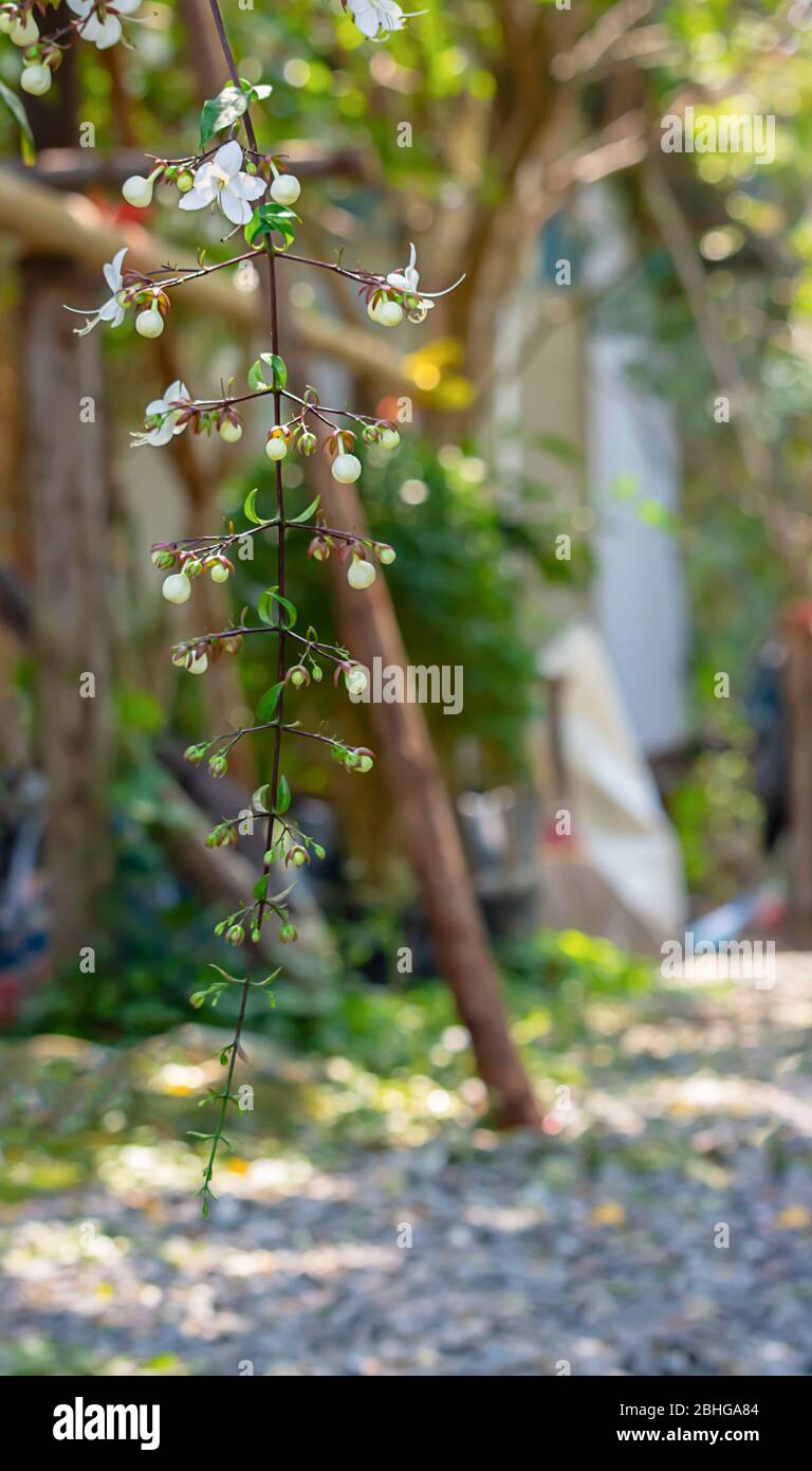 Clerodendrum wallichii hi-res stock photography and images - Alamy