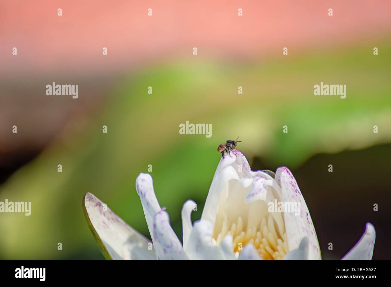 Bee on a white lotus Background leaves green Stock Photo - Alamy