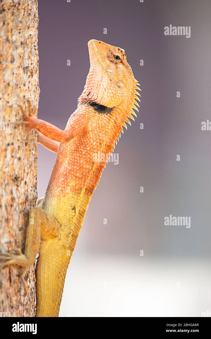 Chameleon orange on a tree Background blurred leaves Stock Photo - Alamy